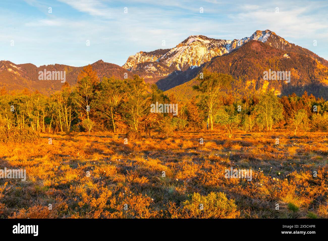 Cottongrasses (Eriophorum), True grasses (Poaceae), Birch (Betula ...