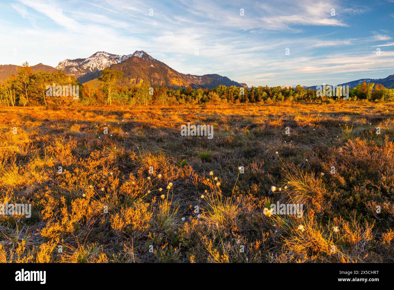 Cottongrasses (Eriophorum), True grasses (Poaceae), Birch (Betula ...