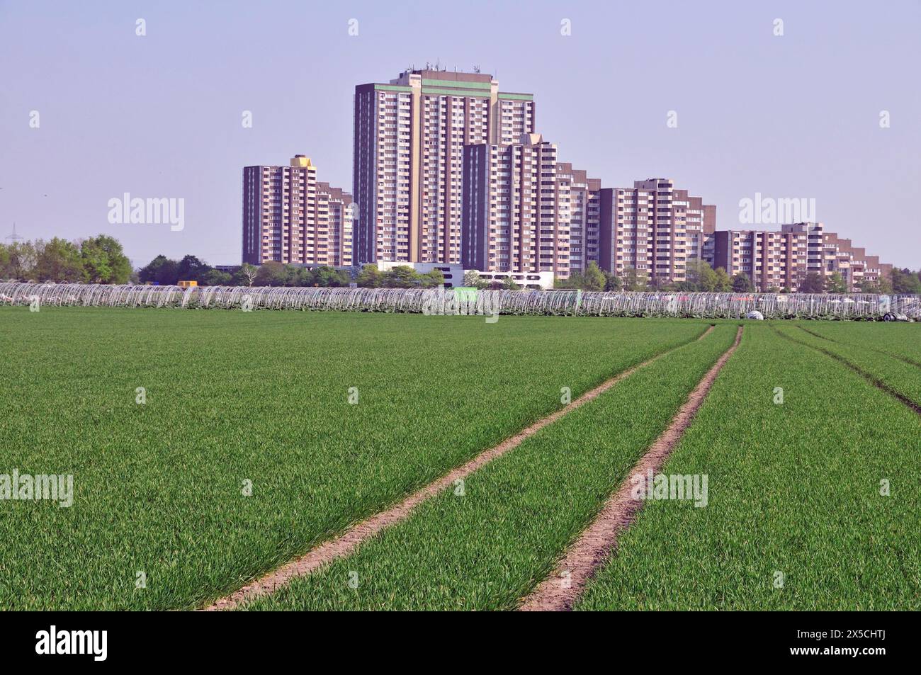 Vegetable growing, behind it the high-rise apartment blocks KoelnBerg ...