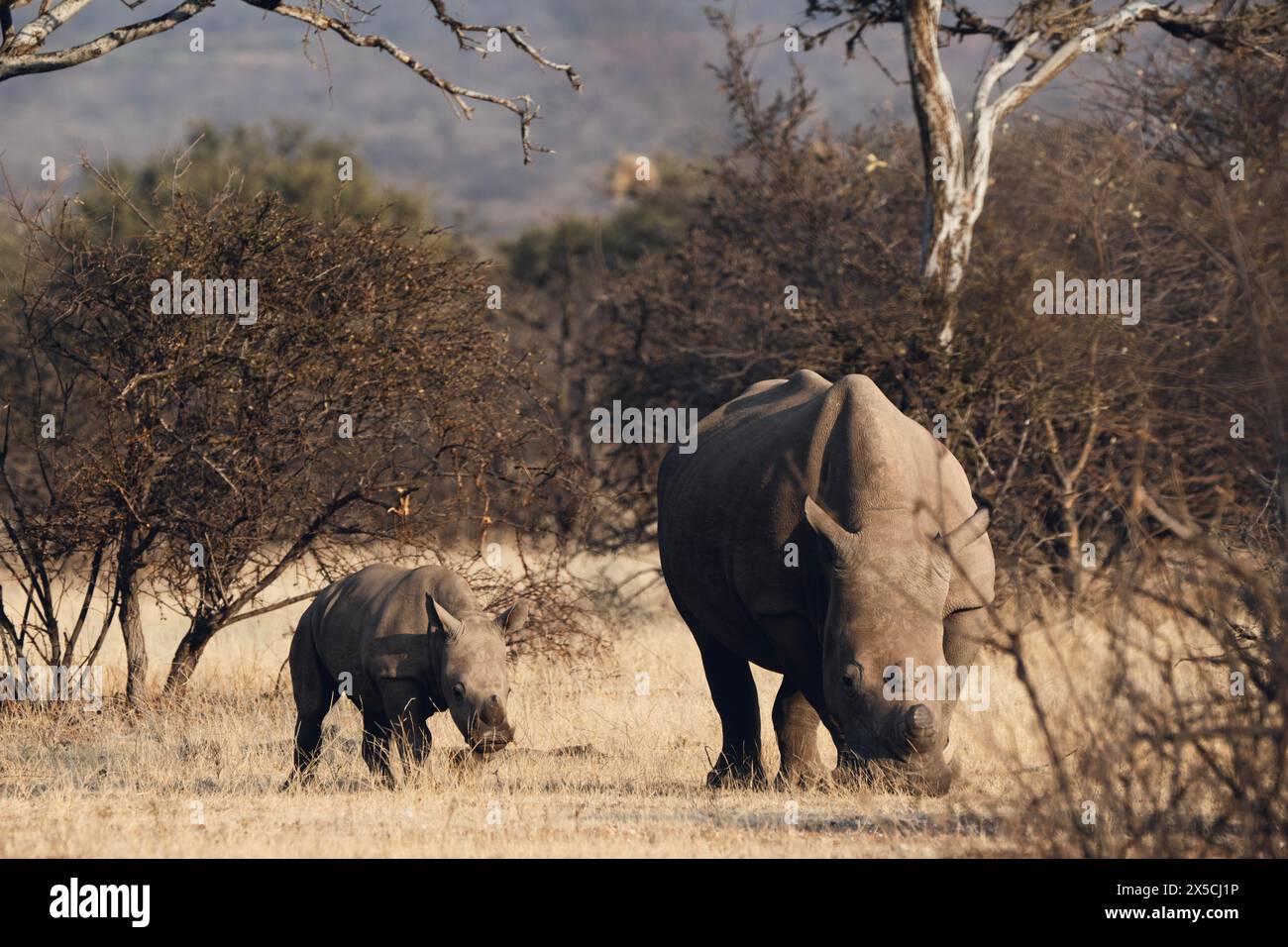White rhinoceros with young animal, Limpopo, South Africa Stock Photo ...