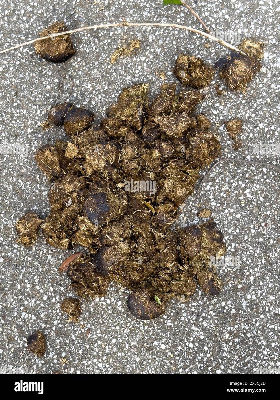 Bowel horse hi-res stock photography and images - Alamy