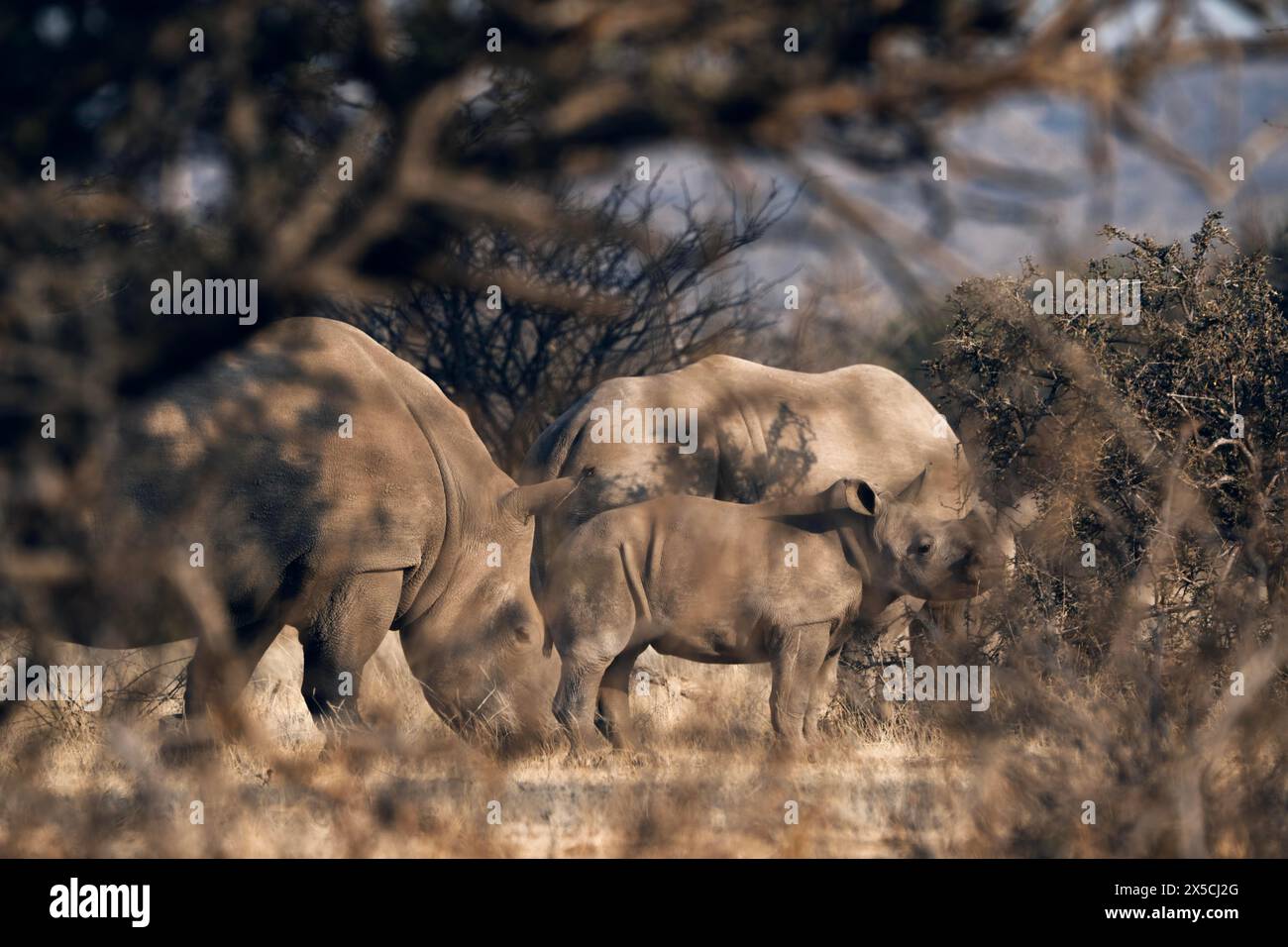 White rhinoceros family with young animal, Limpopo, South Africa Stock ...
