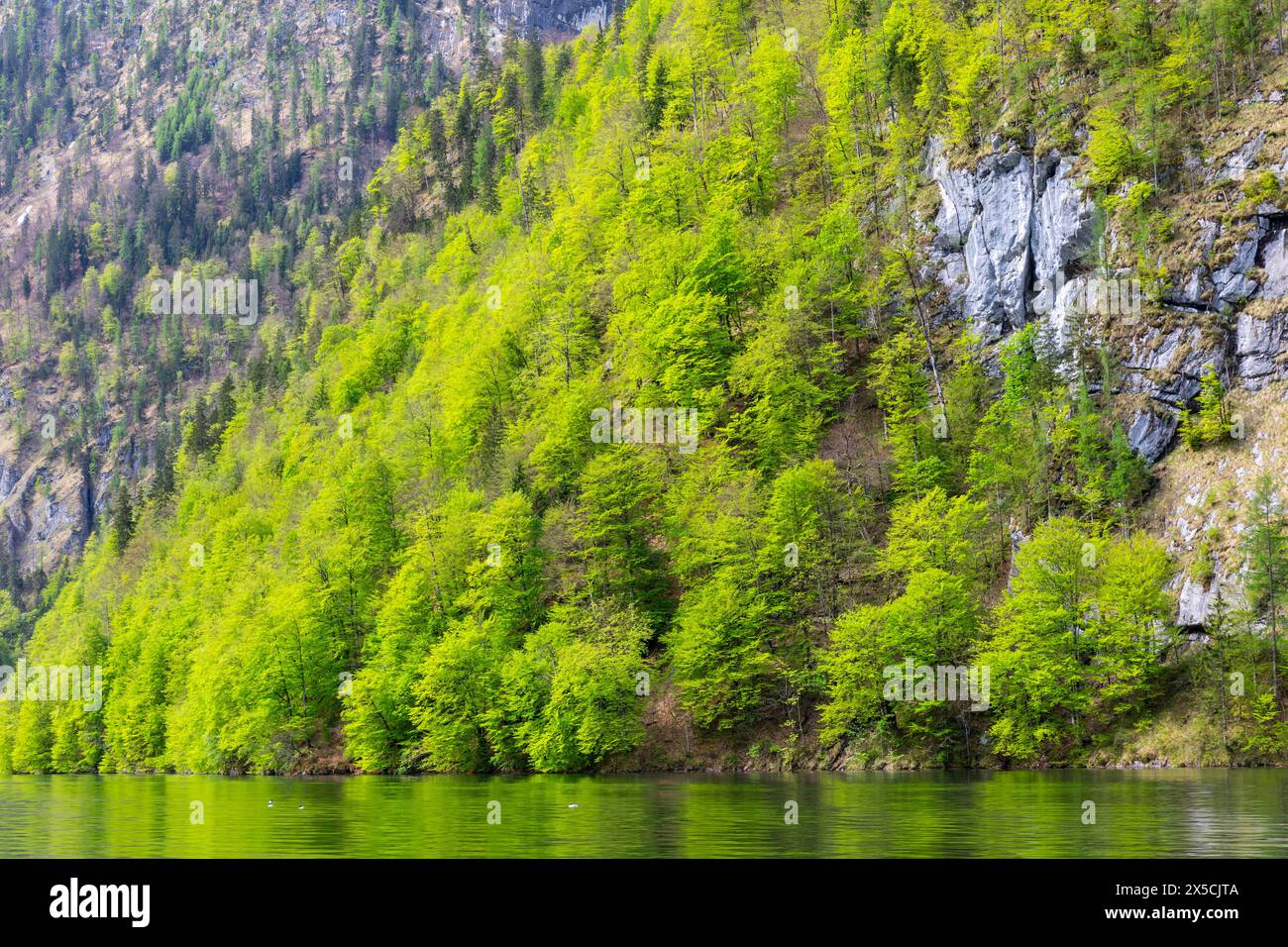Beeches (Fagus) at Koenigssee, beech family (Fagaceae), Berchtesgadener ...