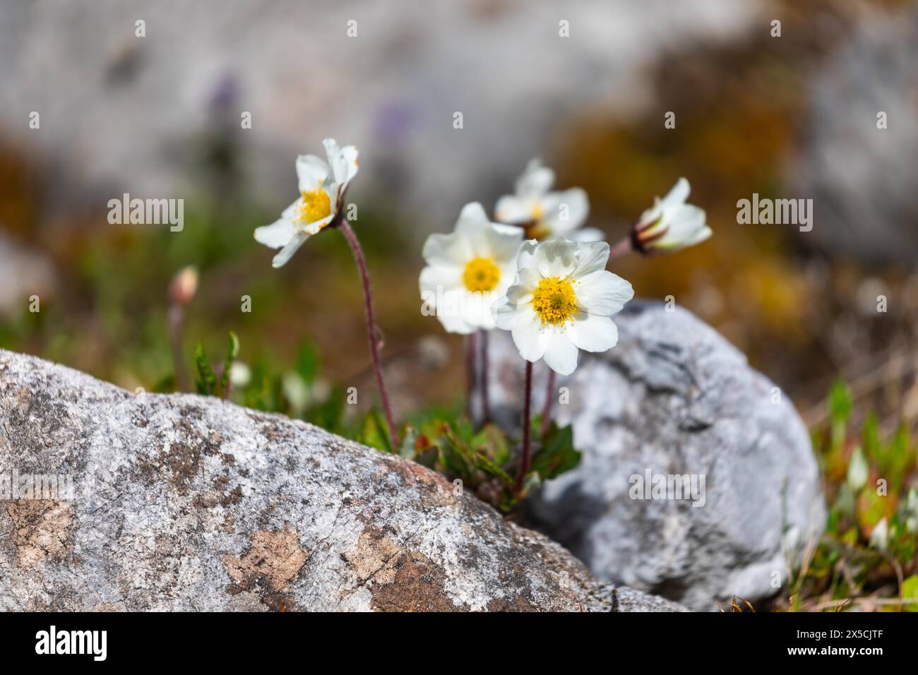 White dryad (Dryas octopetala), in the Eisgraben at Koenigssee, rose ...