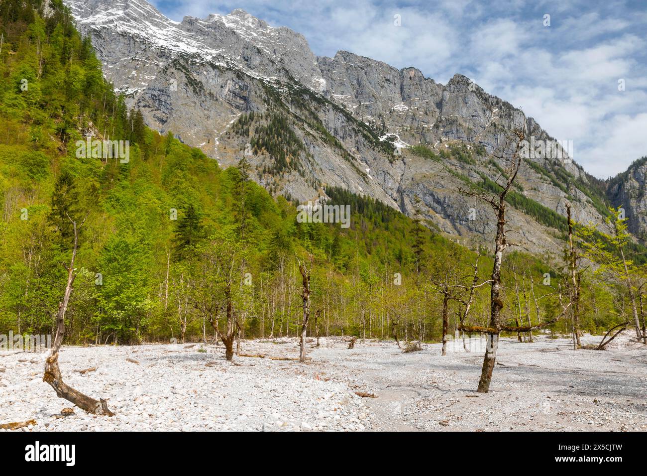 Dead beeches (Fagus) in the ice ditch at Koenigssee, beech family ...