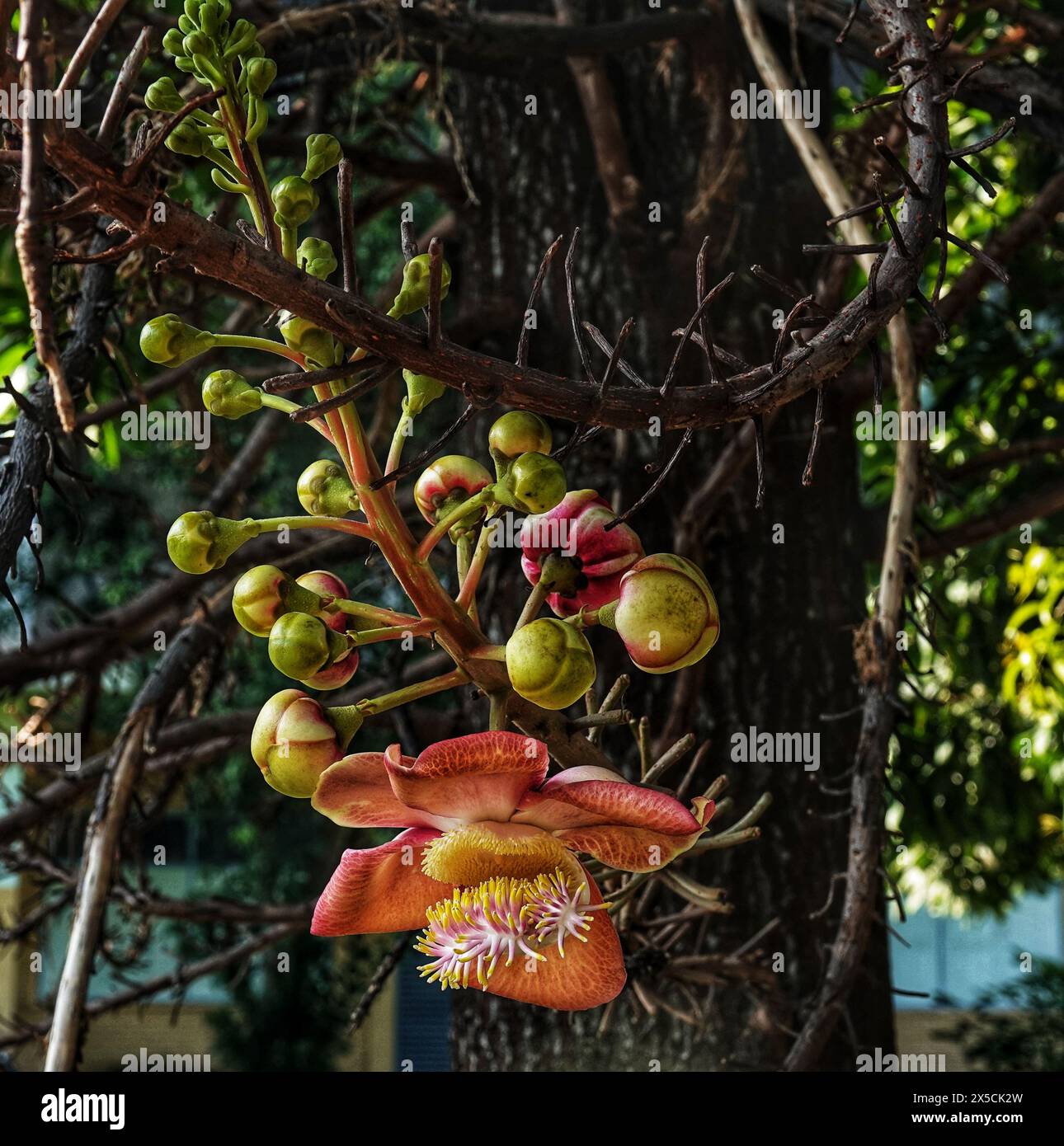 Cannonball tree, flower, tree Stock Photo - Alamy
