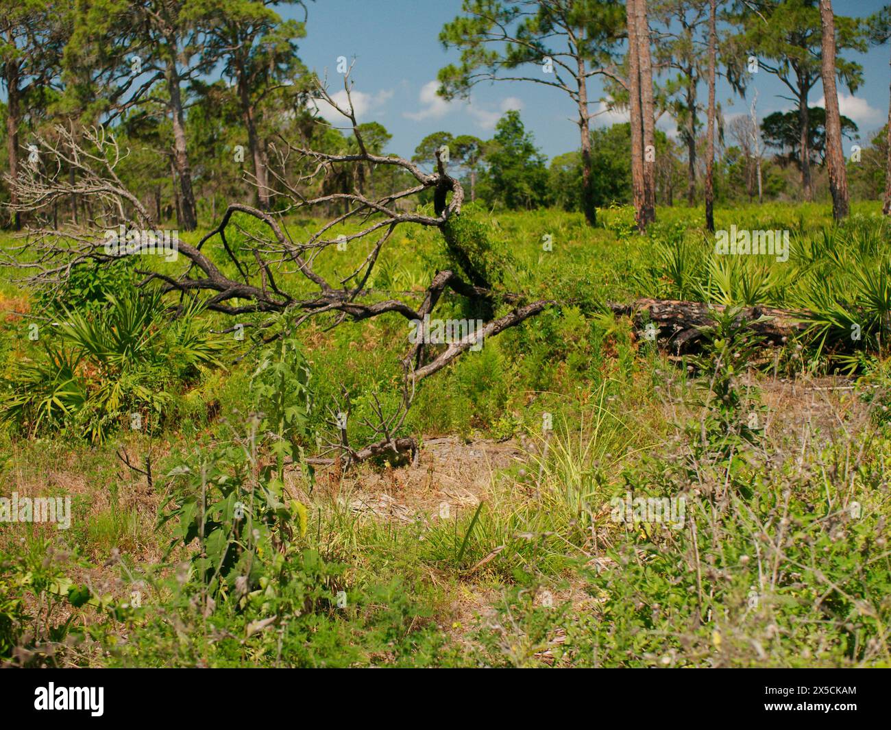 Low view Boyd Hill Nature Preserve Near Lake Maggiore. Large burned ...