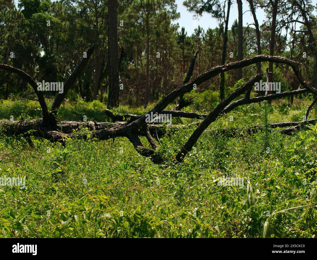 Low view Boyd Hill Nature Preserve Near Lake Maggiore. Large burned ...