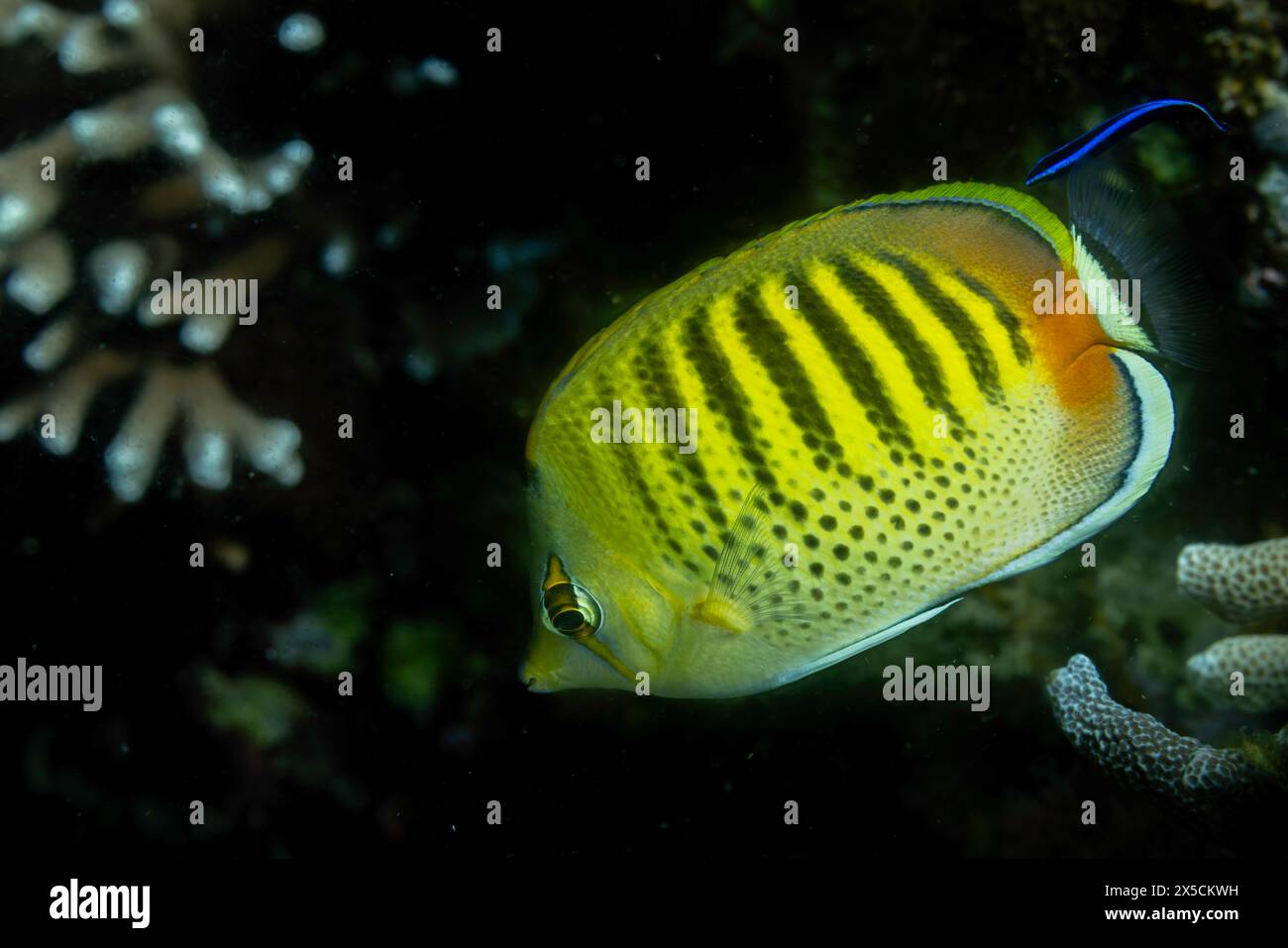 Poisson papillon hi-res stock photography and images - Alamy