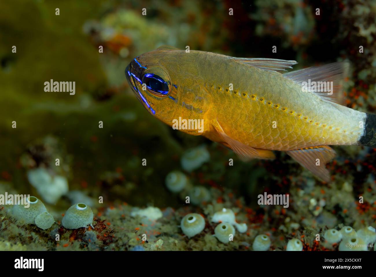 Poisson cardinal hi-res stock photography and images - Alamy