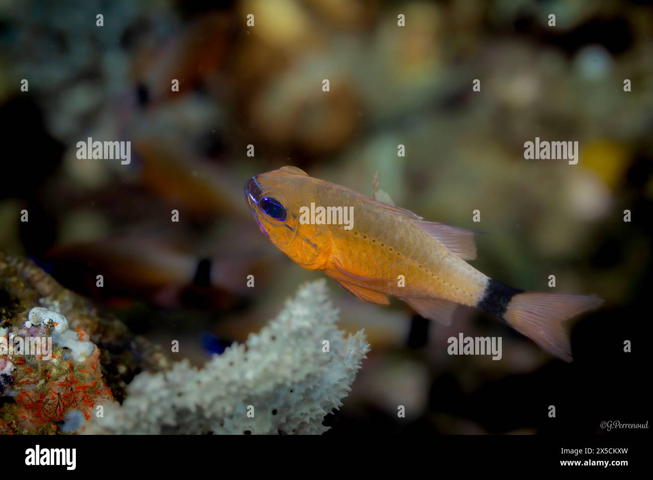 Cardinal fish in the waters of Dauin, Philippines Stock Photo - Alamy