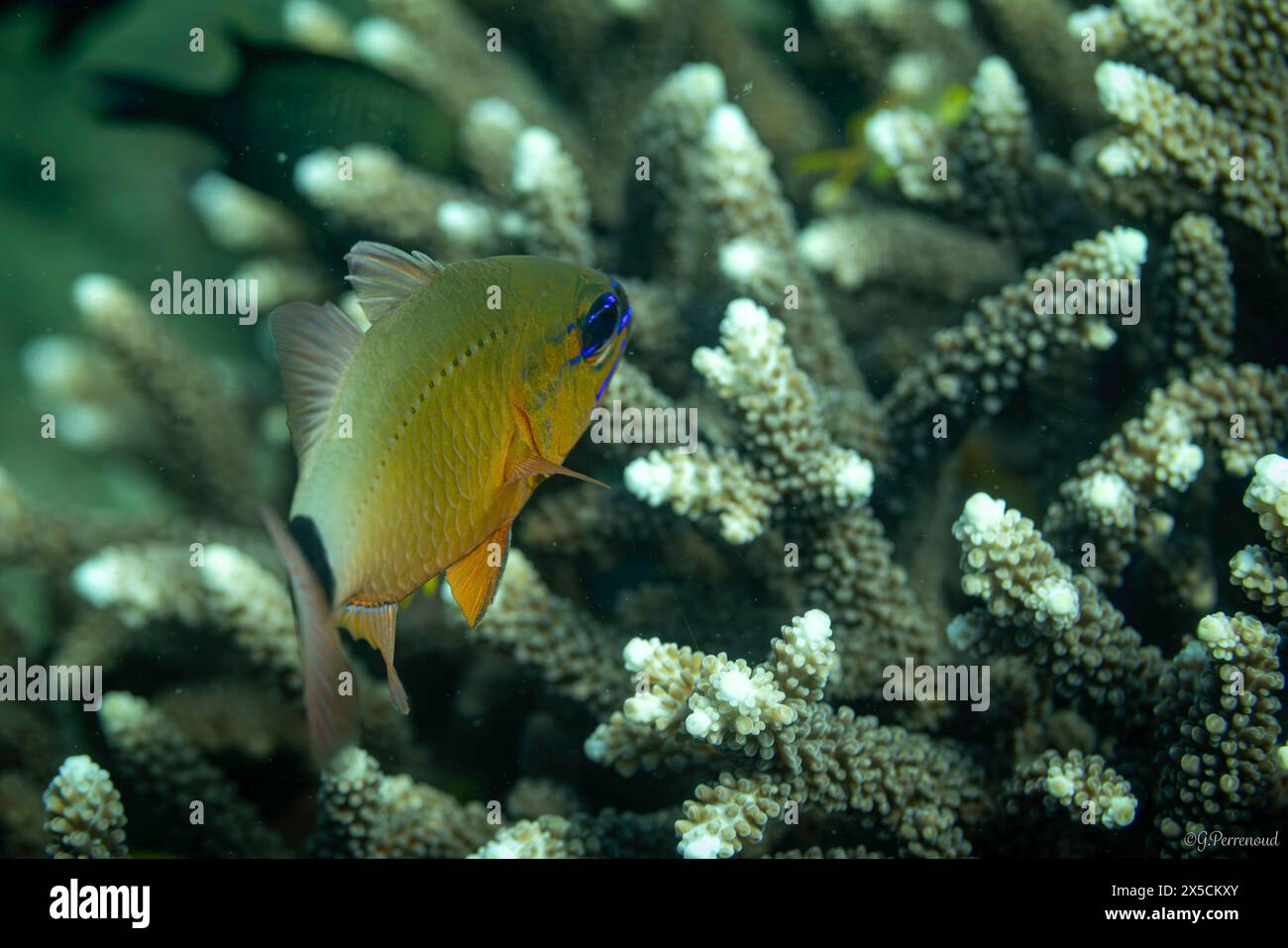 Cardinal fish in the waters of Dauin, Philippines Stock Photo - Alamy