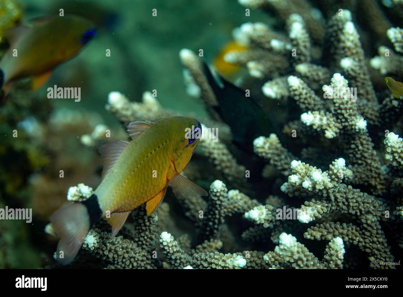 Cardinal fish in the waters of Dauin, Philippines Stock Photo - Alamy