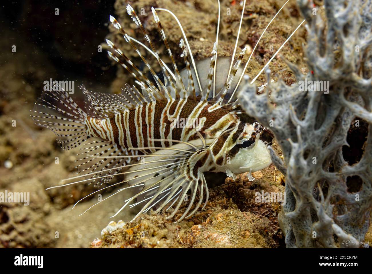 Lion fish in the waters of Dauin, Philippines Stock Photo - Alamy