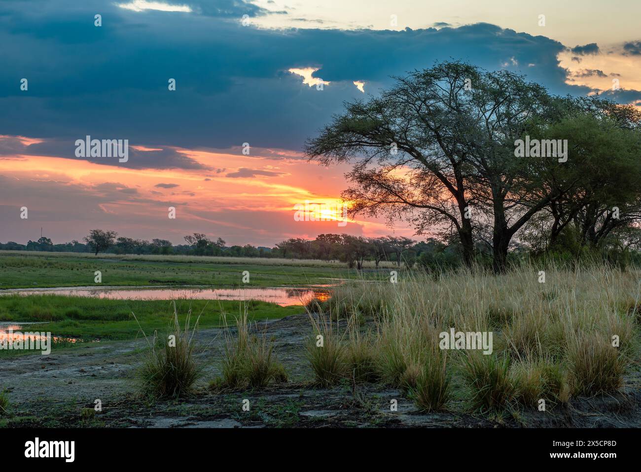 View of the landscape at the Chobe River in Botswana Stock Photo - Alamy
