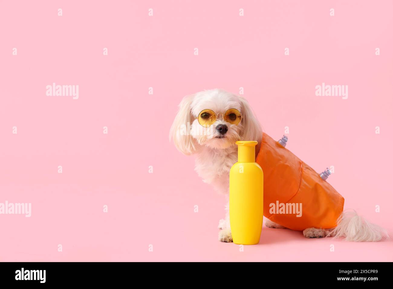 Cute Bolognese dog in sunglasses and inflatable suit with sunscreen on ...