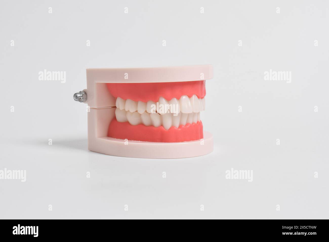 Dental model of teeth for studying oral hygiene isolated on white ...