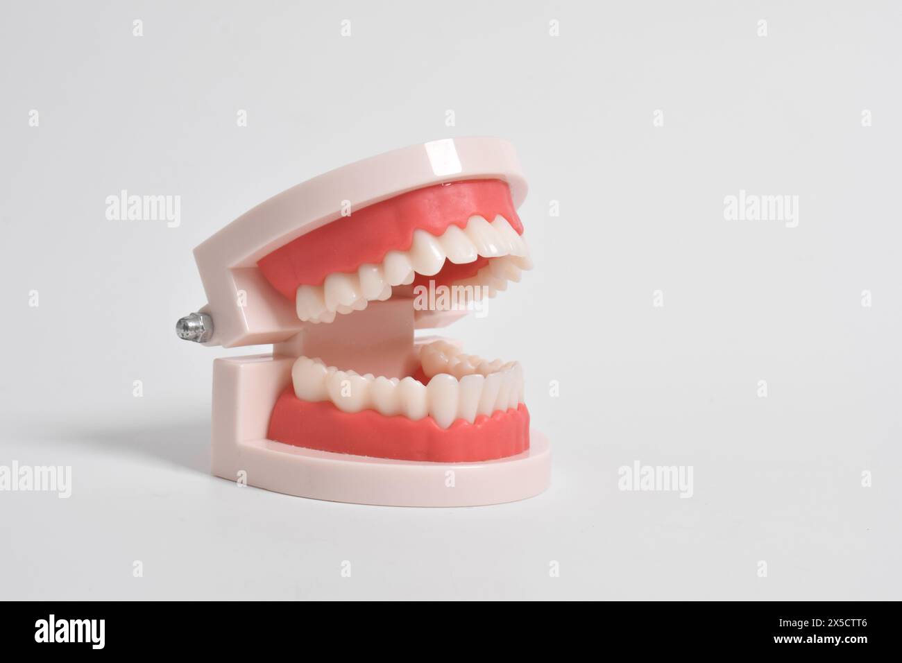Dental model of teeth for studying oral hygiene isolated on white ...