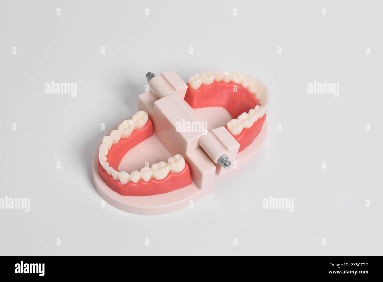 Dental model of teeth for studying oral hygiene isolated on white ...