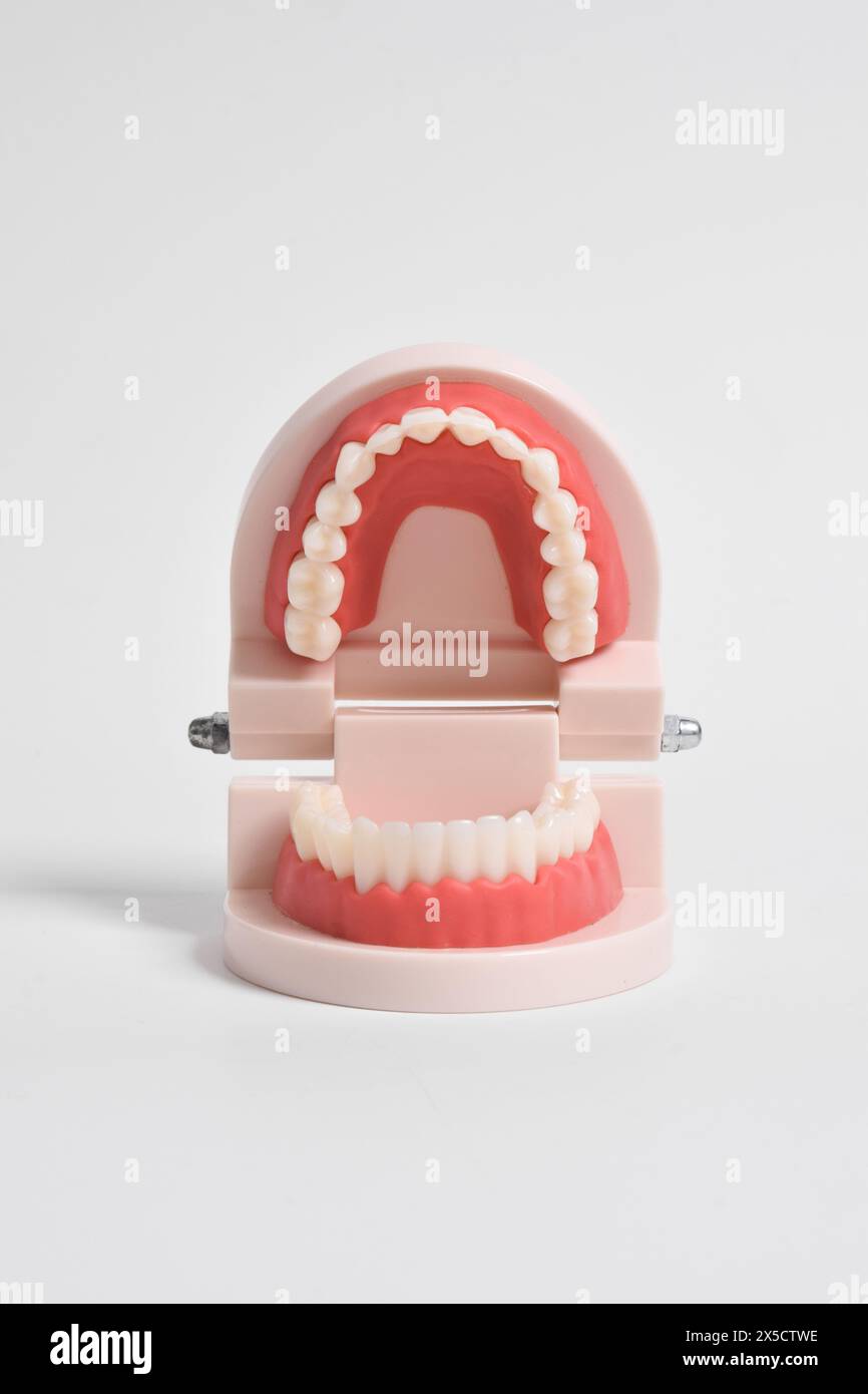 Dental model of teeth for studying oral hygiene isolated on white ...
