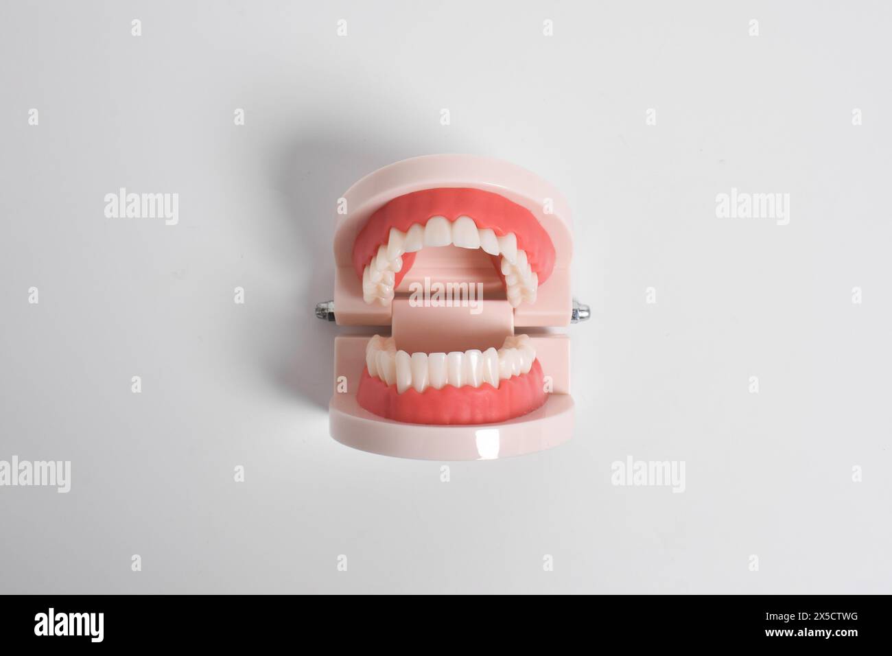 Dental model of teeth for studying oral hygiene isolated on white ...