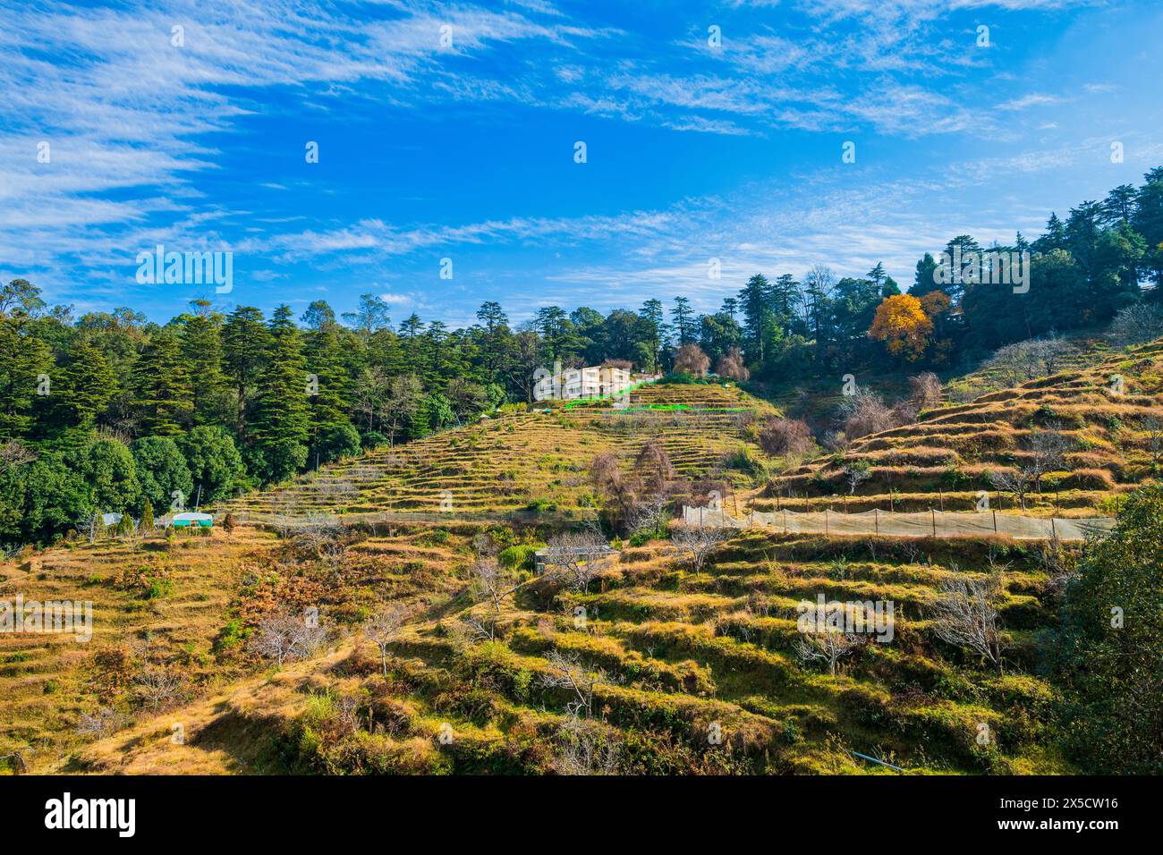Chaubatia Garden, Ranikhet, Uttarakhand, India Stock Photo - Alamy