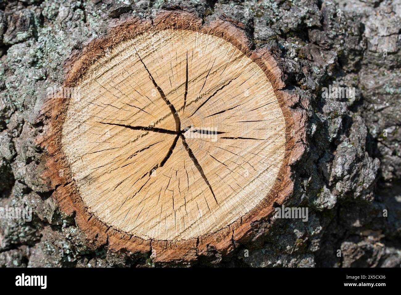 Dead hardwood tree hi-res stock photography and images - Alamy