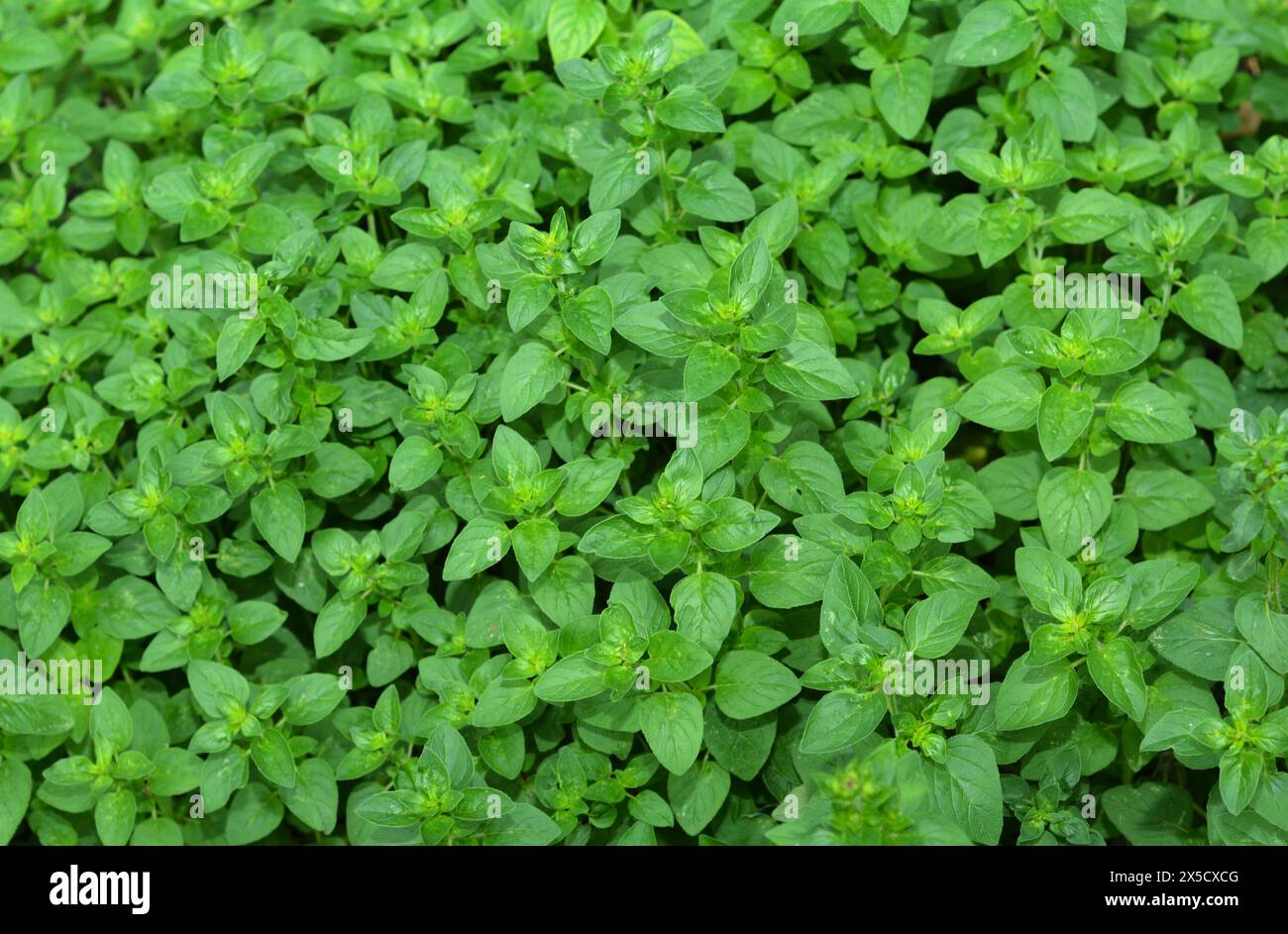Oregano plants textured background. Oregano plants in the garden Stock ...
