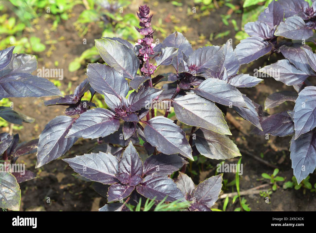 Purple Basil: planting, growing, and harvesting. Purple basilic with ...