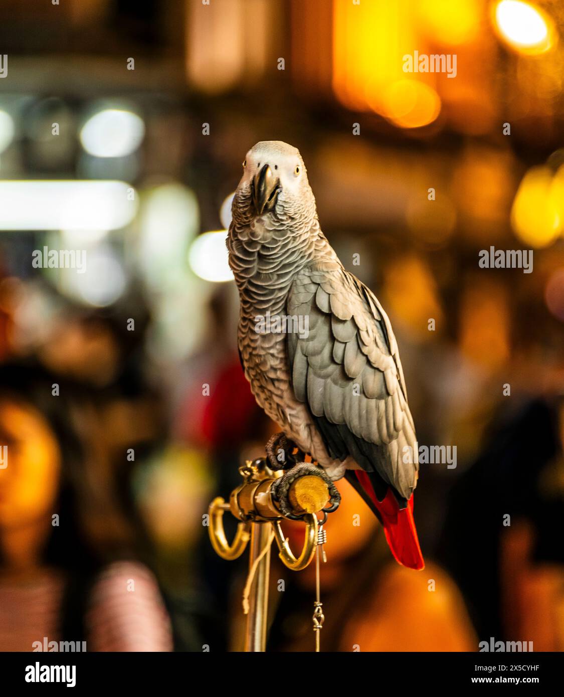 A beautiful African Grey Parrot working at a shop Stock Photo - Alamy