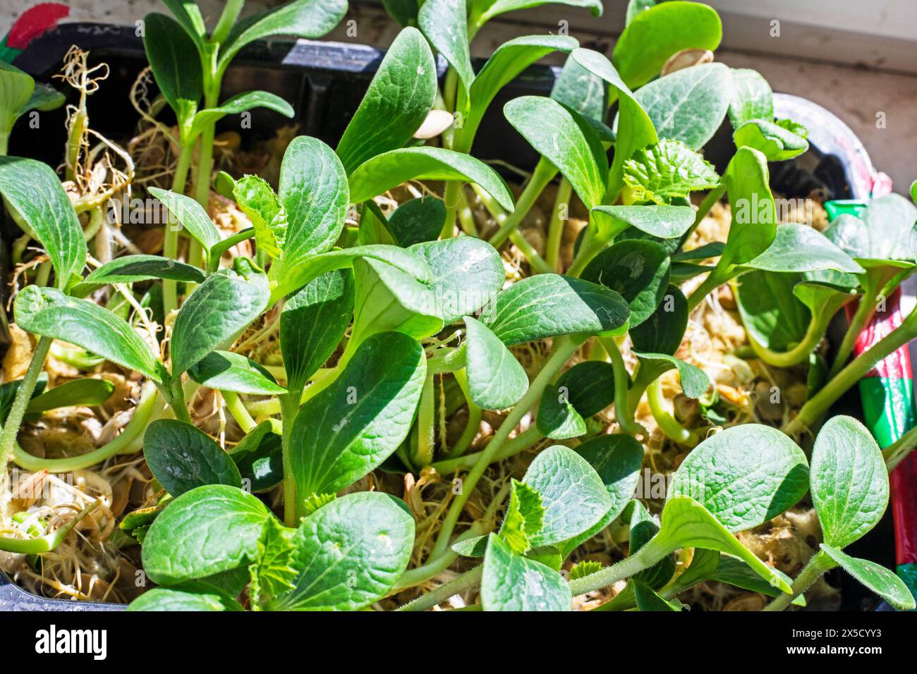 young zucchini seedlings in the ground. View from above. Growing home ...