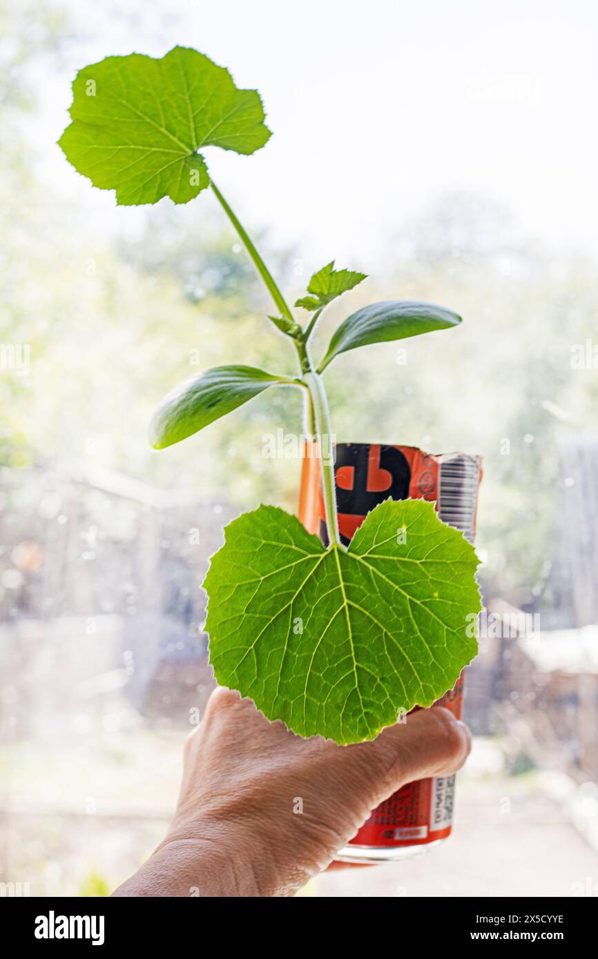 young zucchini seedlings in special soil. Top view. Growing home ...