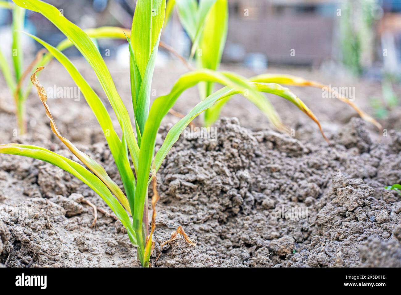 Sprouts sweet corn in hi-res stock photography and images - Alamy
