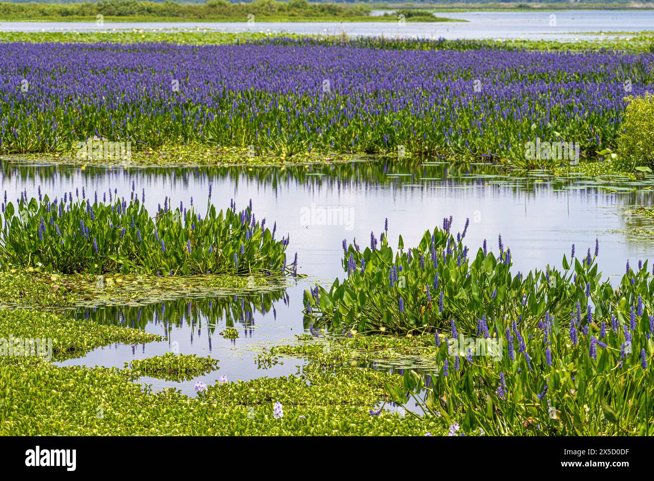 Wetlands landscape with beautiful purple flowering pickerelweed at ...