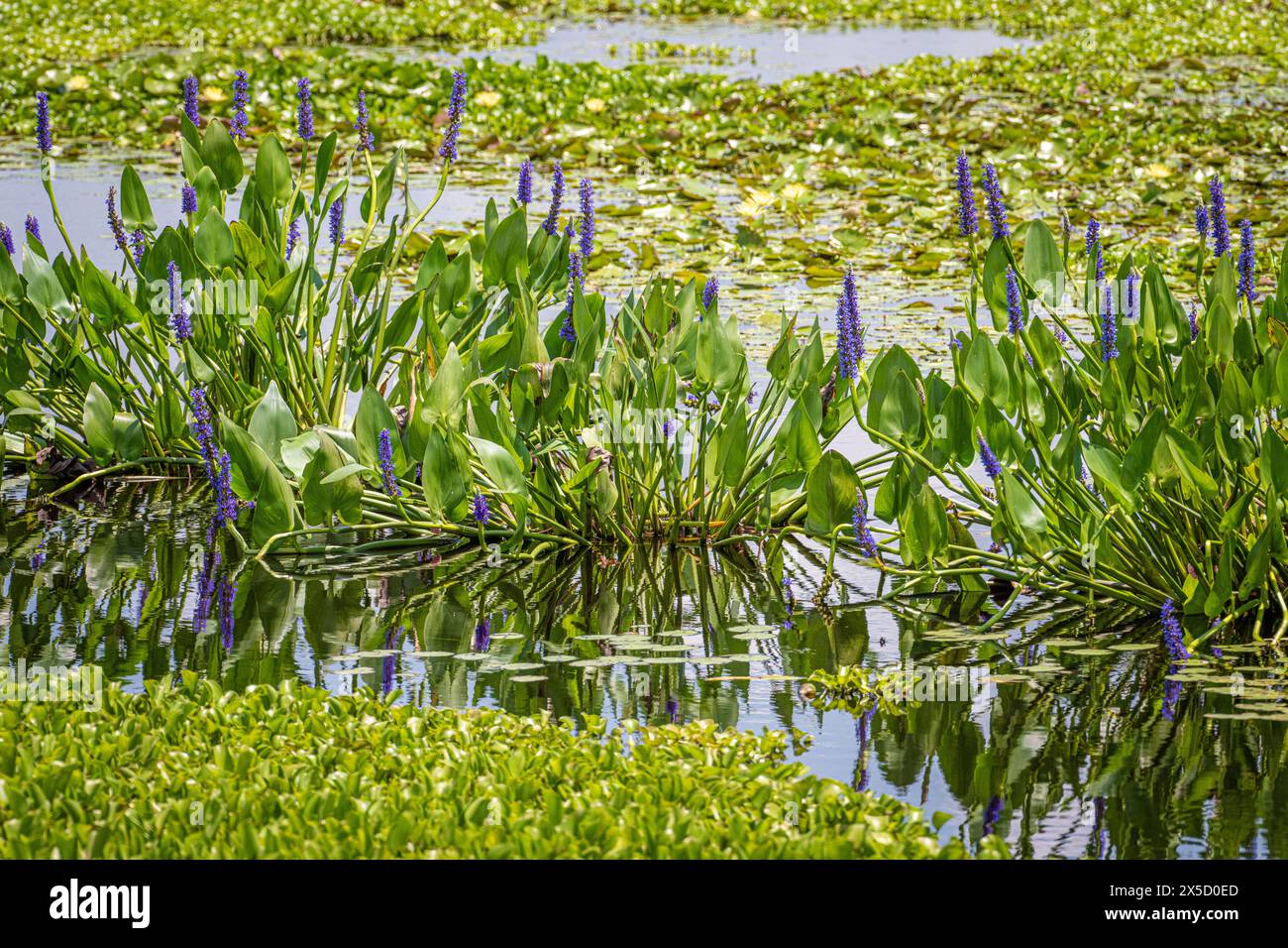 Blossoming pickerelweed hi-res stock photography and images - Alamy