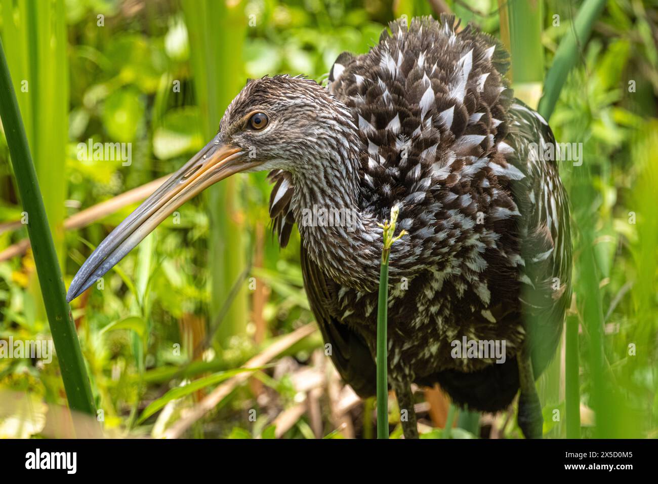 Close-up view of a limpkin (Aramus guarauna) at Sweetwater Wetlands ...