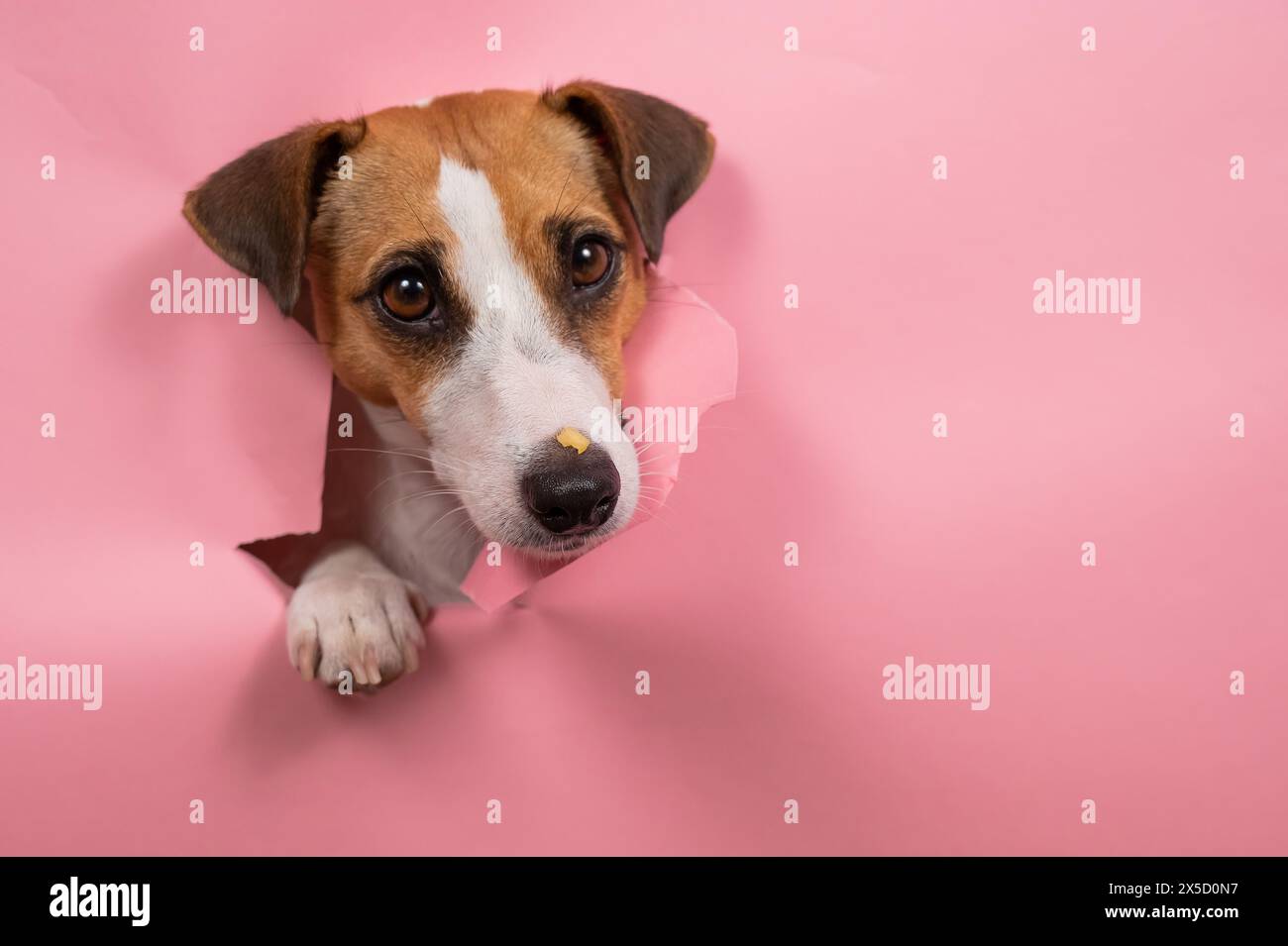 Funny dog jack russell terrier tore pink paper background Stock Photo ...