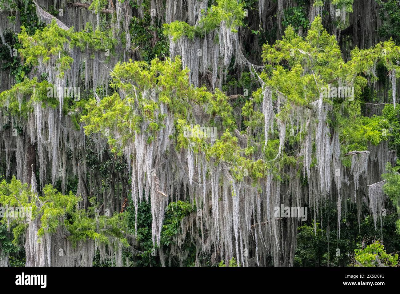 Trees heavily draped with Spanish moss (Tillandsia usneoides) at ...