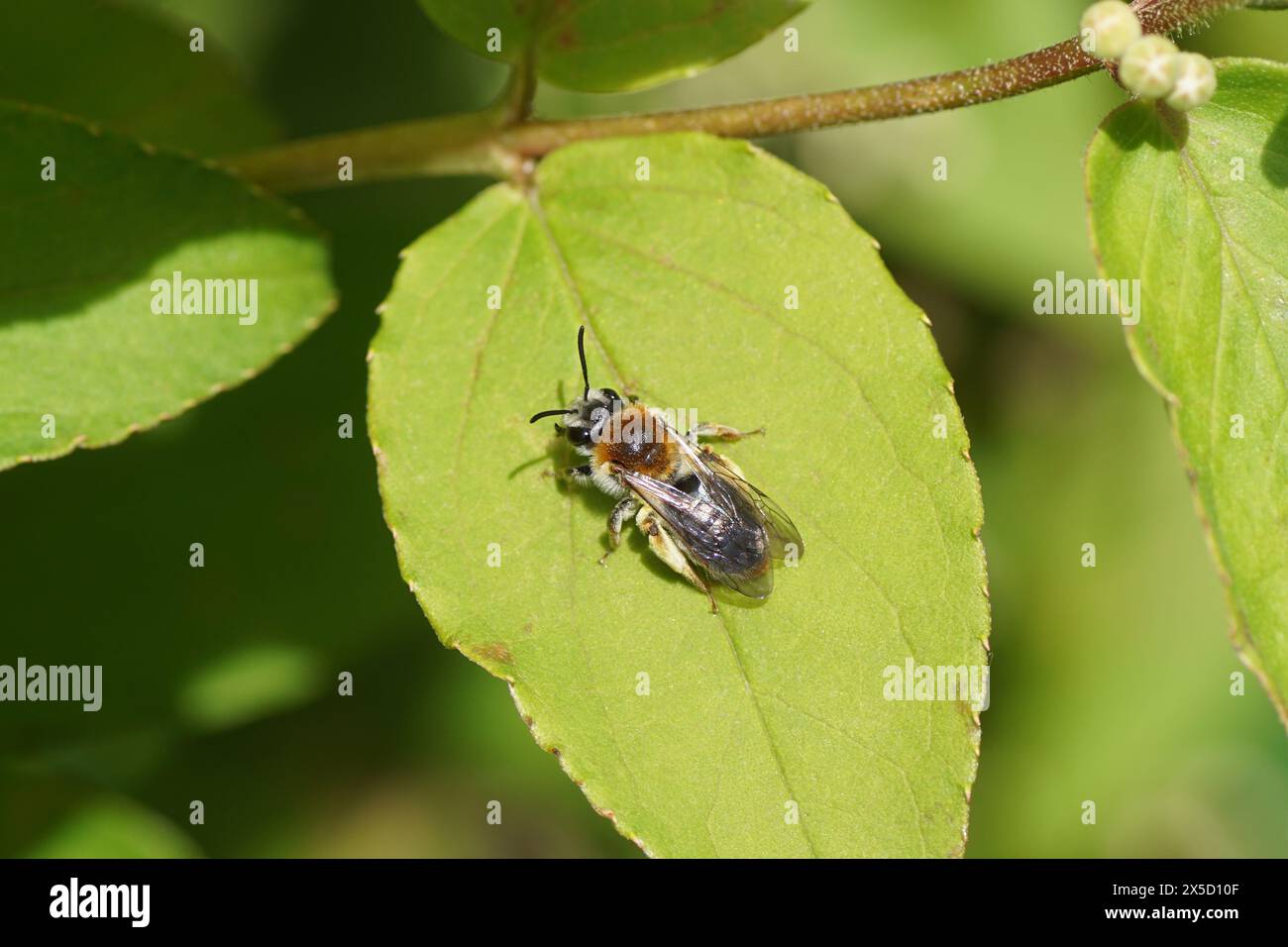 Female Early Mining Bee, Orange-tailed Mining Bee, Andrena haemorrhoa on a leaf of the shrub ...