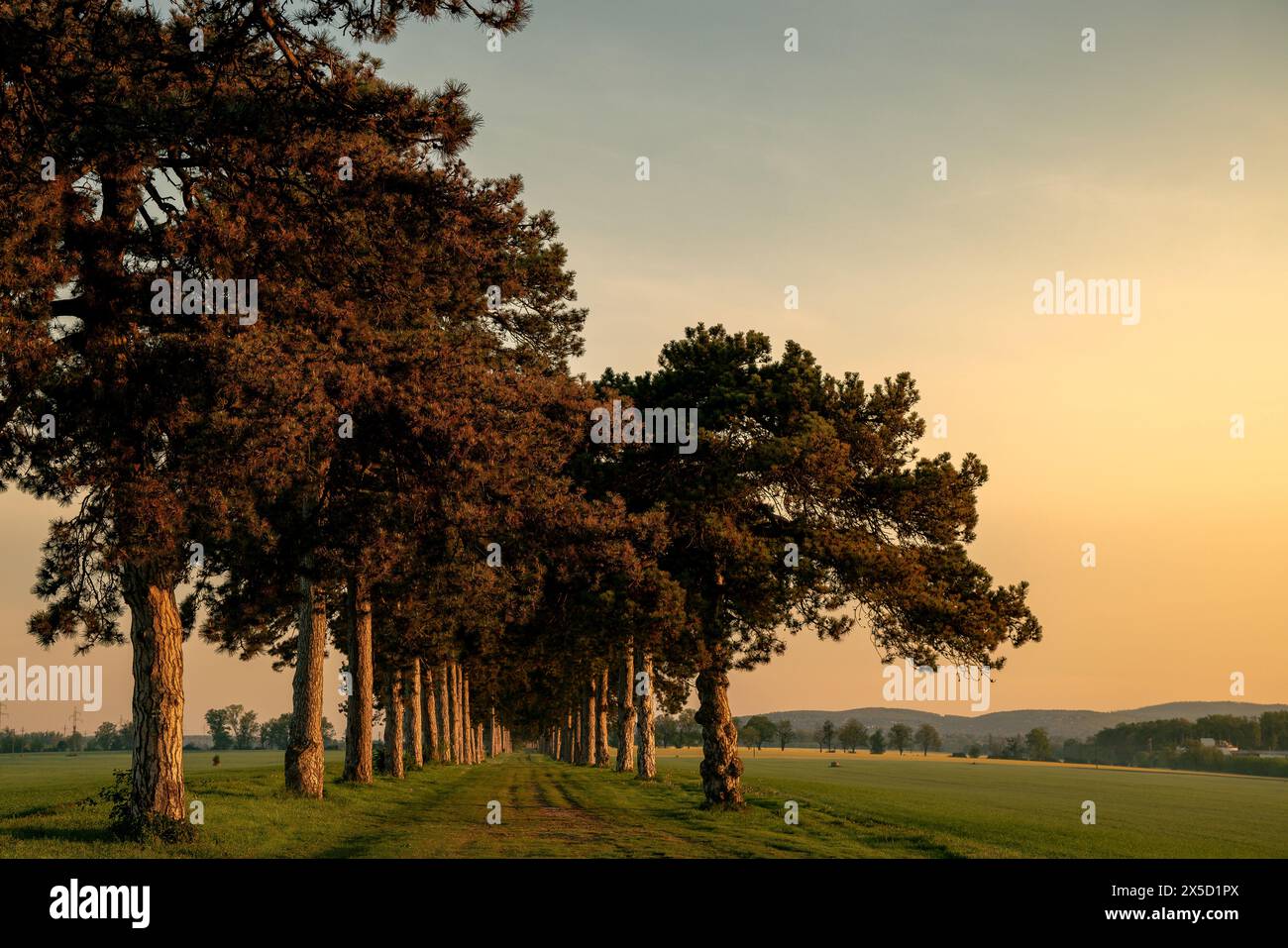 Fenekpustai fenyves alle hi-res stock photography and images - Alamy