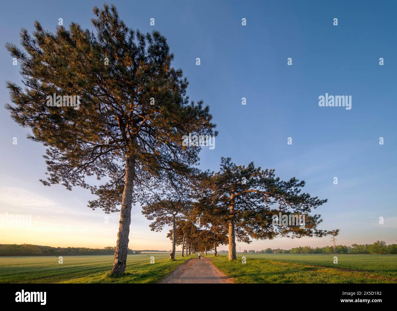 one way with black pine rows on both sides. This is the Fenekpuszta ...