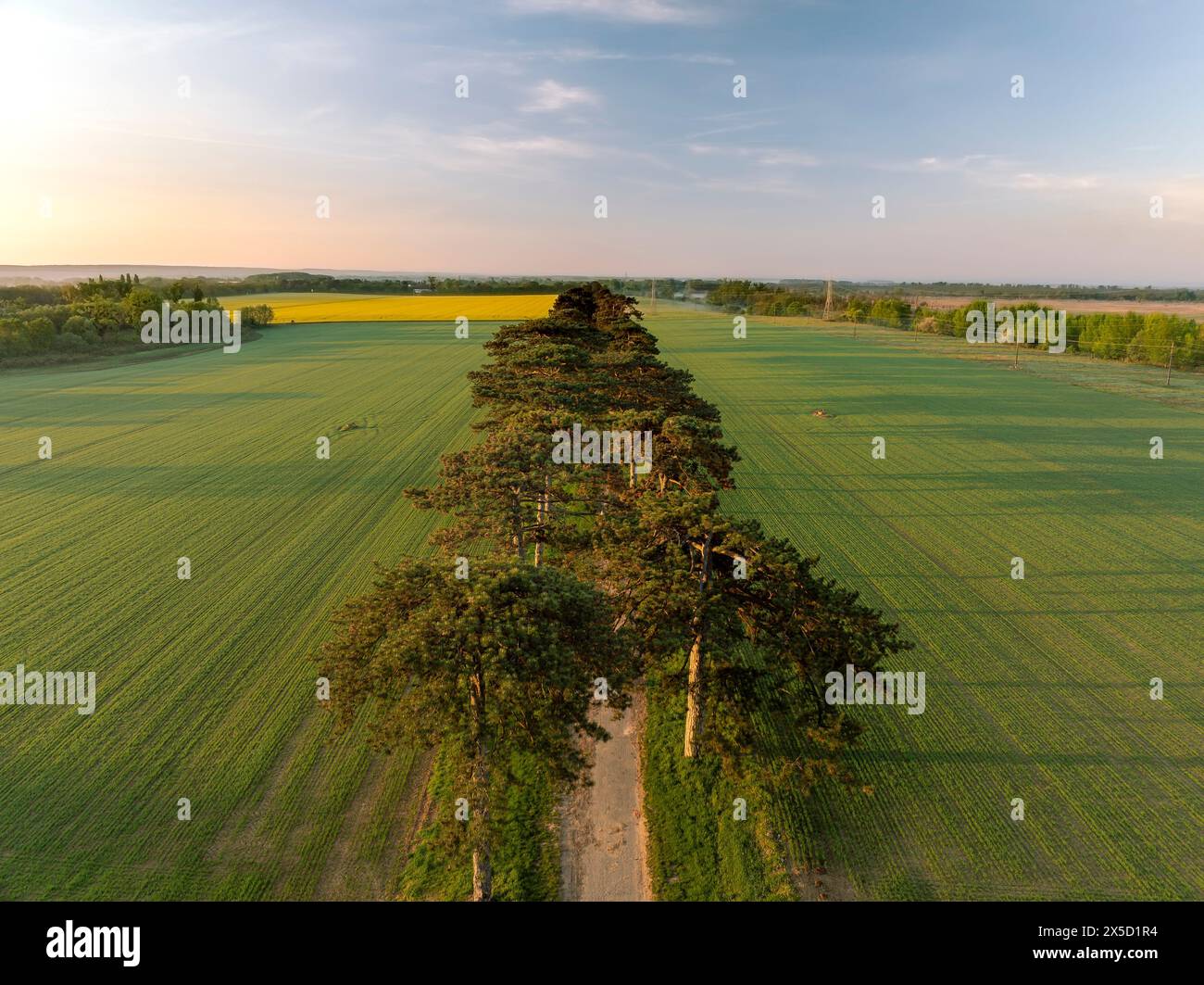 one way with black pine rows on both sides. This is the Fenekpuszta ...