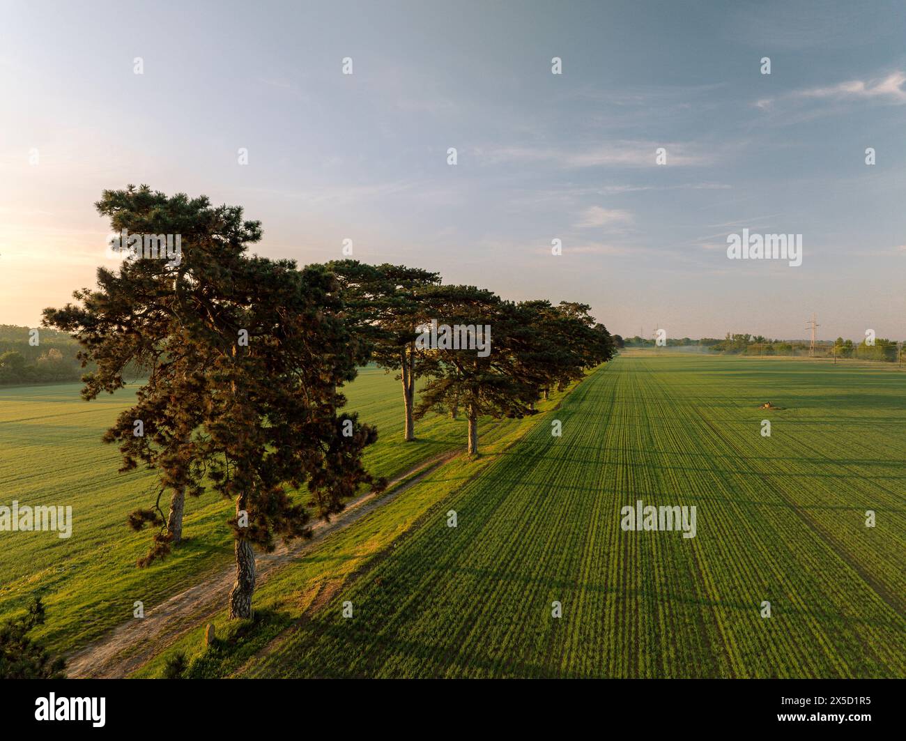 one way with black pine rows on both sides. This is the Fenekpuszta ...