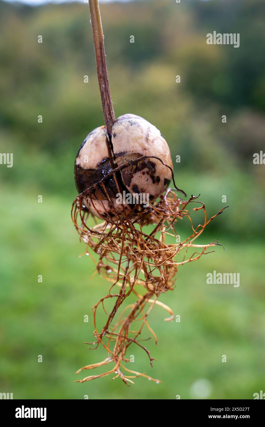 Avocado (Persea americana) core with roots against a green background ...