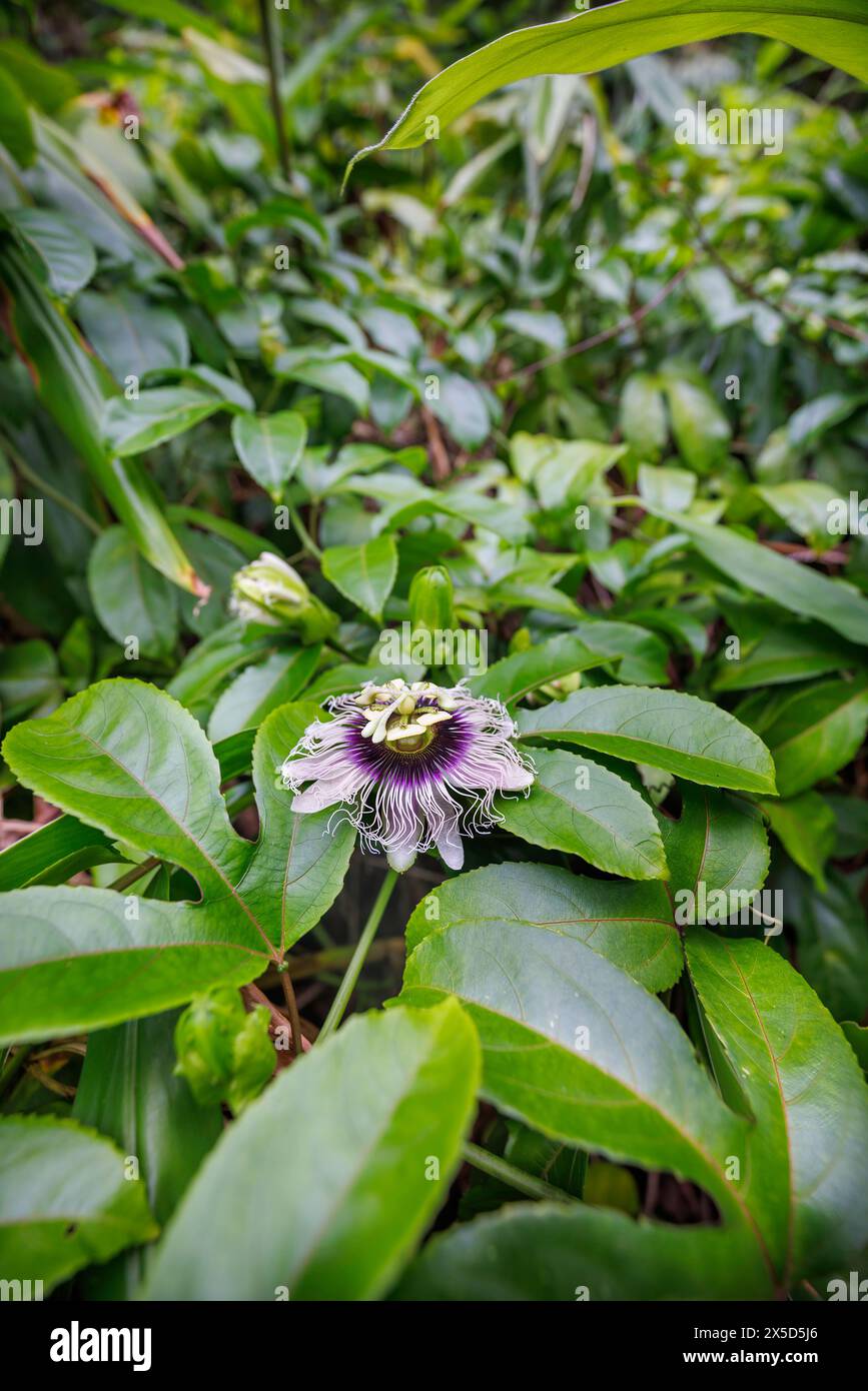 Purple lilikoi, passion fruit, flower in bloom on the vine in a ...
