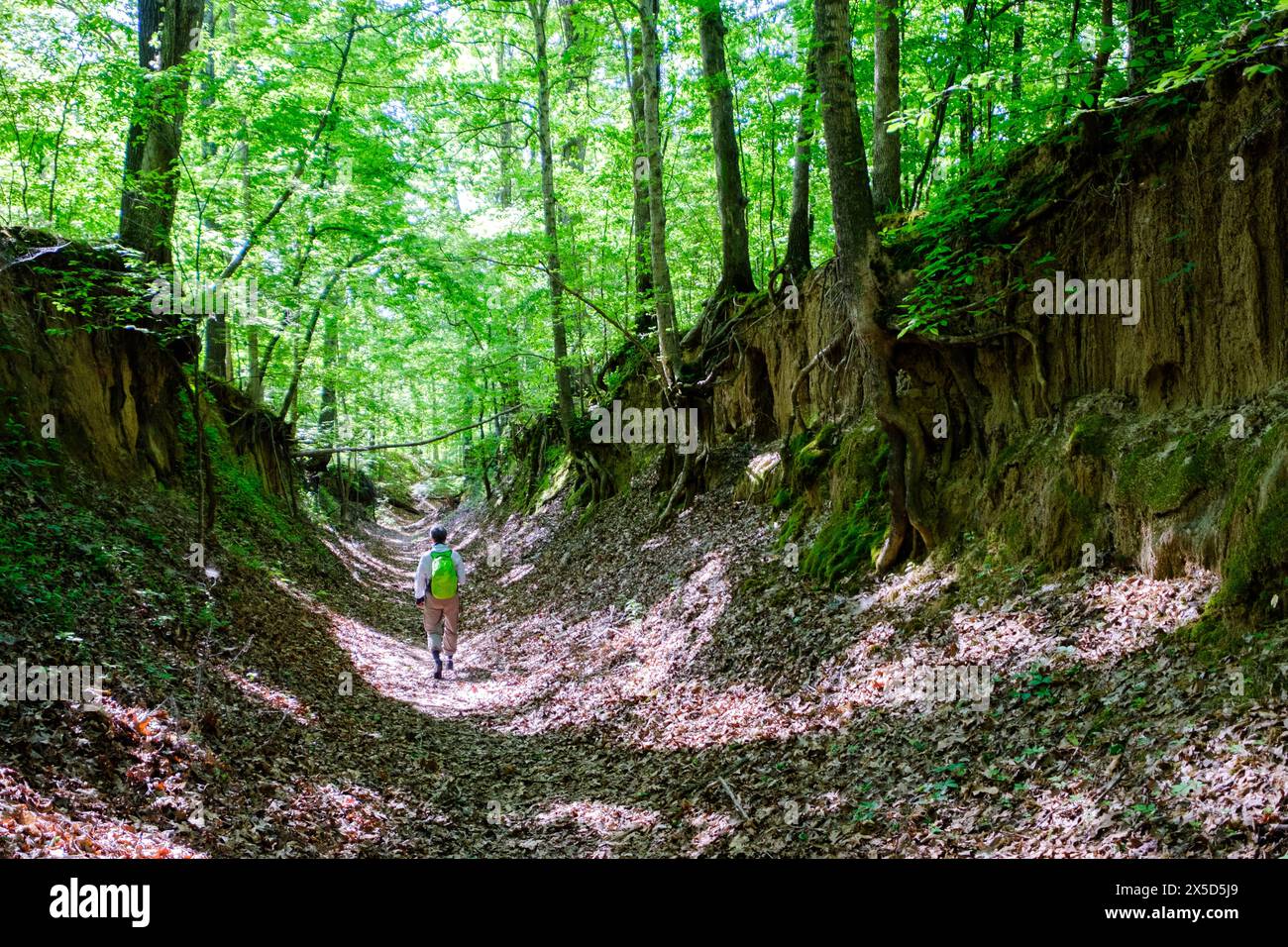 The military road in Village Creek State Park in northwest Arkansas ...