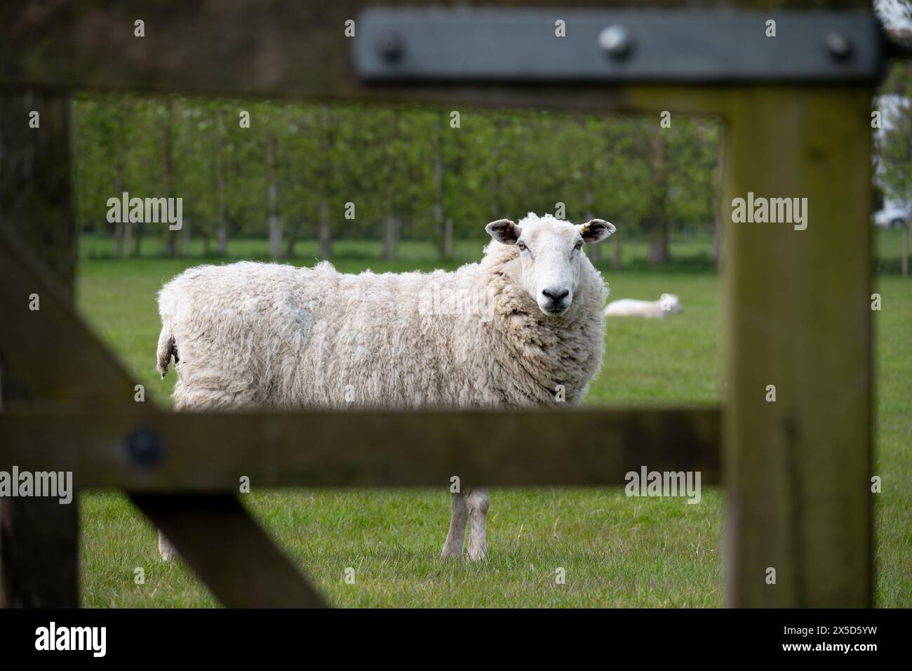 Sheep farm gate hi-res stock photography and images - Alamy