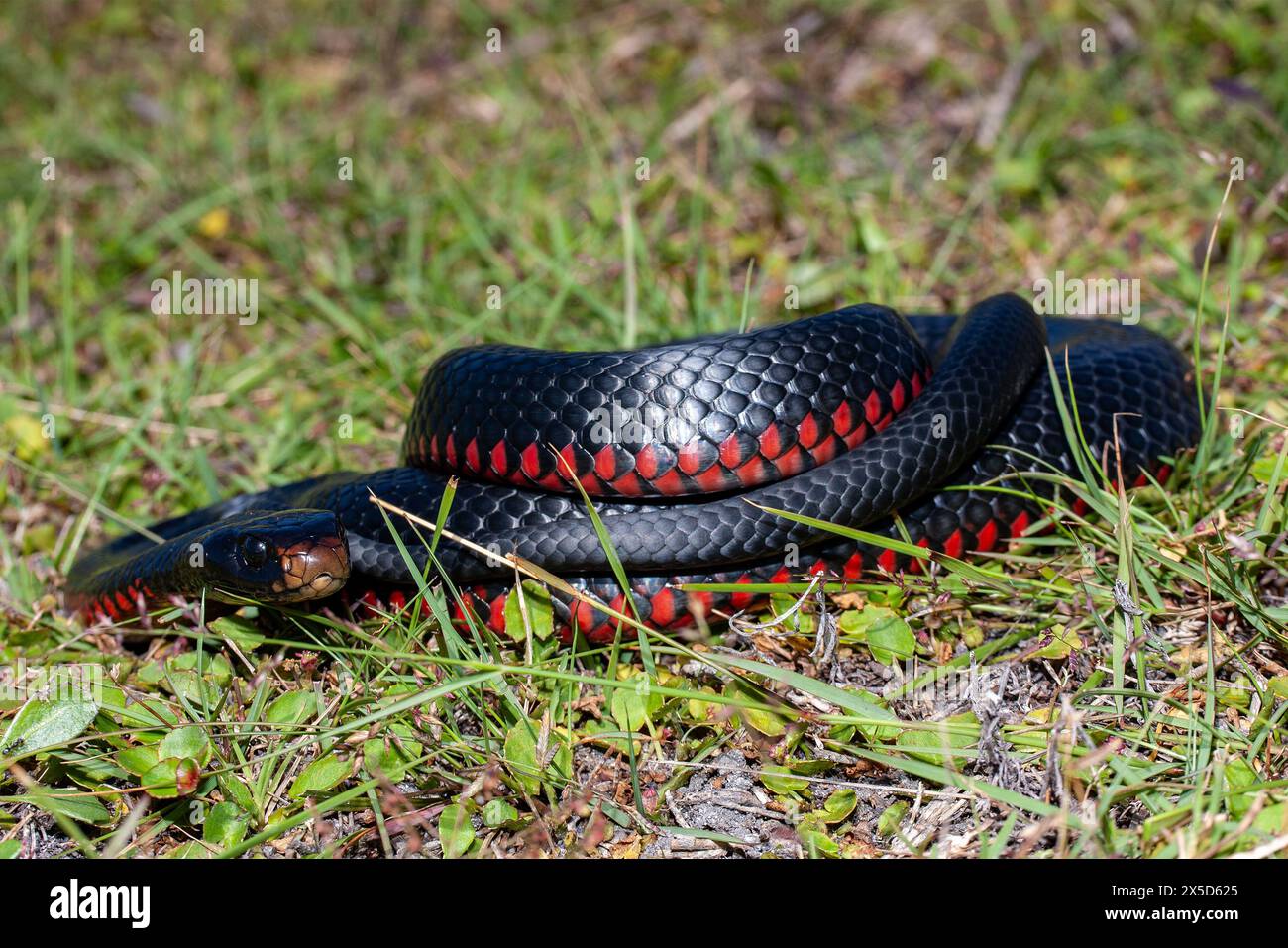 Venomous Australian Red-bellied Black Snake Stock Photo - Alamy