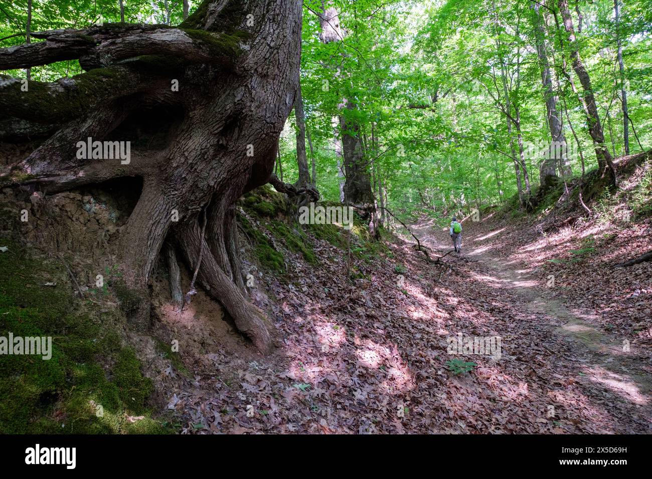 The military road in Village Creek State Park in northwest Arkansas ...