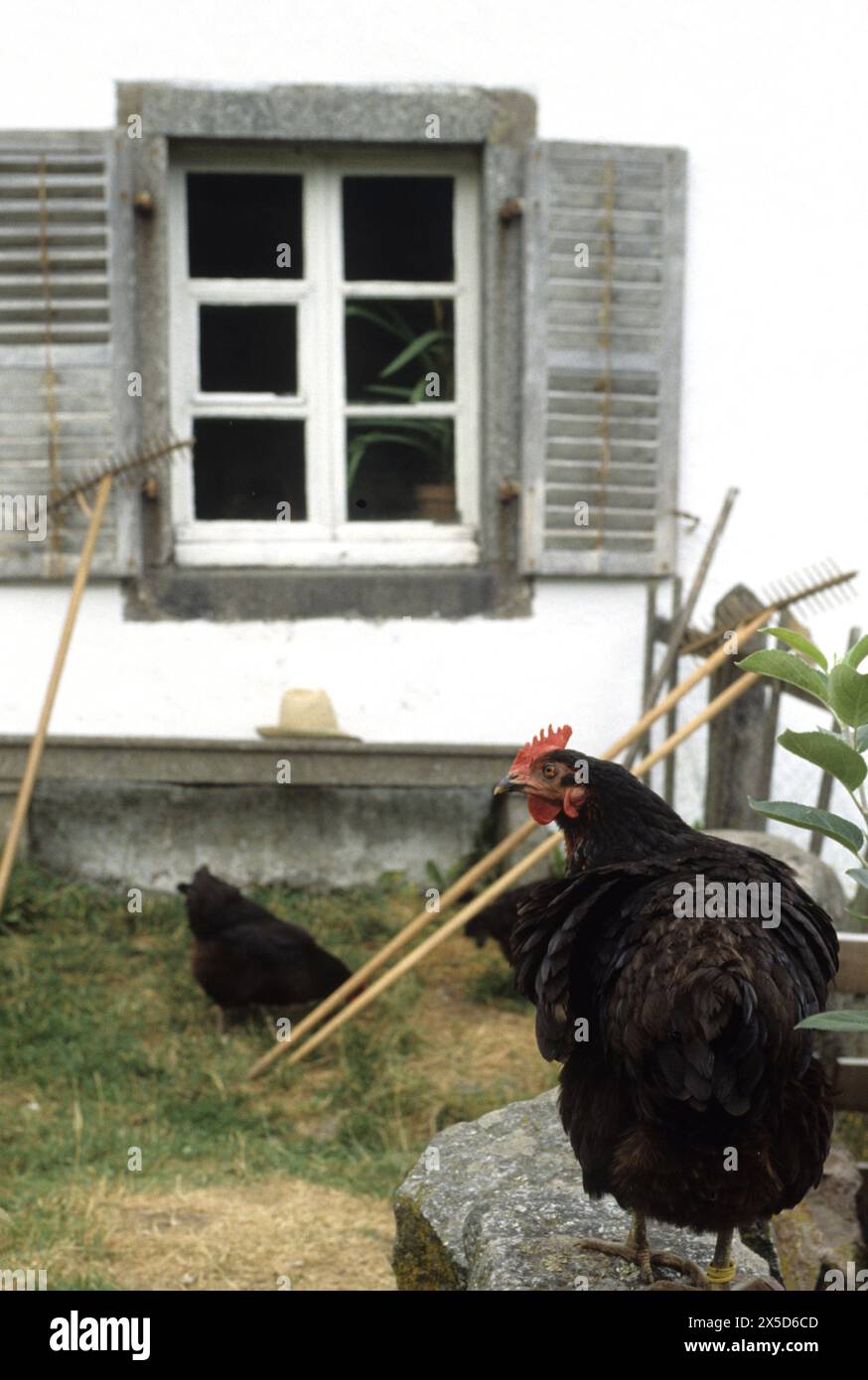 Reproduction humain hi-res stock photography and images - Alamy
